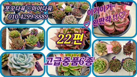 쪼꼬다육 22편고급중품6종多肉植物 다육식물 Succulent Youtube