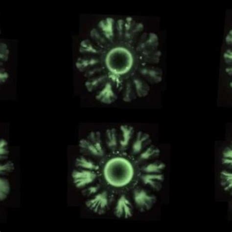 Tag Turing Patterns Ars Technica