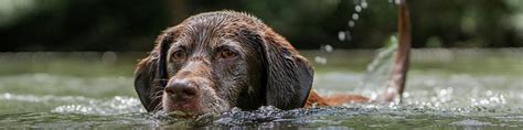 Je Hond Wassen Na Het Zwemmen Macrovet Weblog