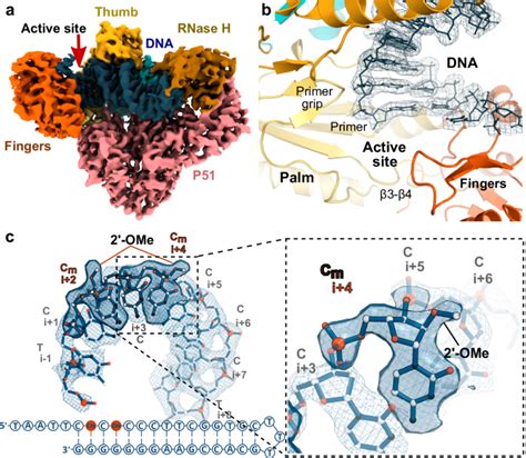 Structural Basis Of Deoxynucleotide Addition By Hiv 1 Rt During Reverse