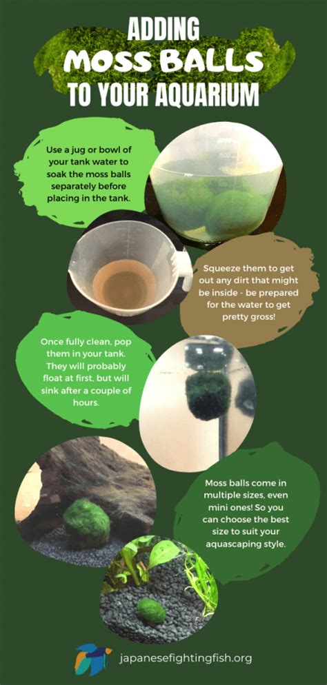 Marimo Moss Balls For Betta Fish Care Benefits Updated