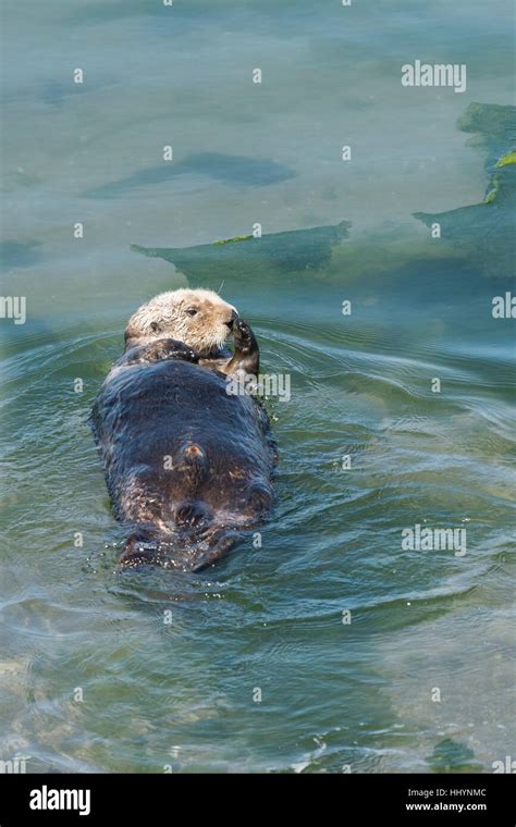 California Sea Otter Or Southern Sea Otter Enhydra Lutris Nereis