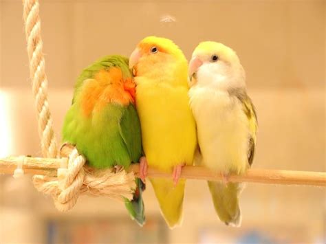 インコ 飼い方 本 おすすめ Anna Allan