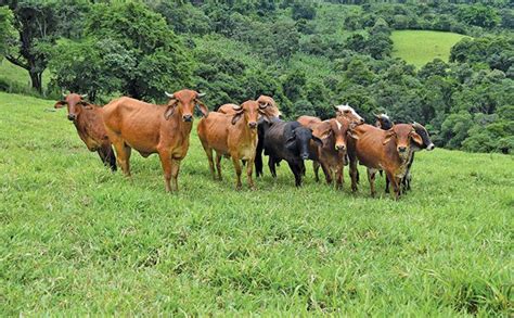 Monitoring Cattle Temperature A Key To Early Disease Detection And