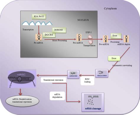 Figure From The Importance Of Small Non Coding RNAs In Human Reproduction A Review Article