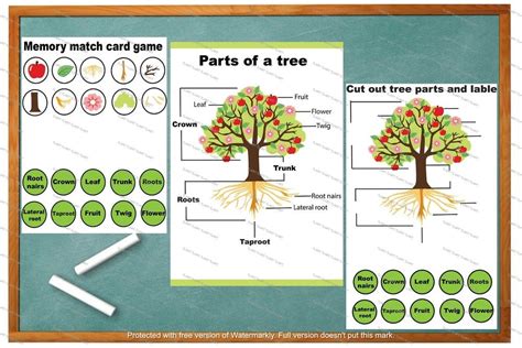 Parts Of Tree Labelling Activity Early Year Nursery Primary Babe Poster Matching Card