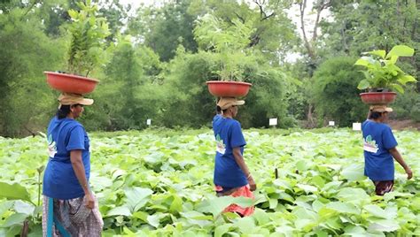 Tree Plantation A Holistic Approach To Achieving Sustainable Development Goals Grow Trees Blog