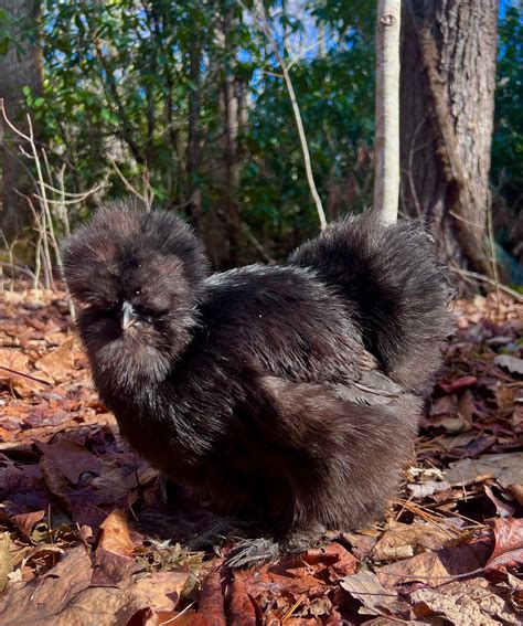 Blue Black And Splash Silkie Hatching Eggs Mockingbird Homestead
