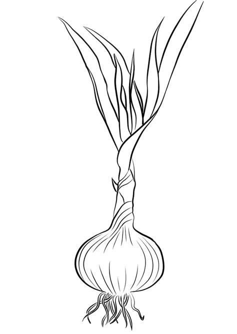 Desenhos De Alho 11 Para Colorir E Imprimir Colorironlinecom