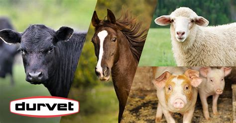 Foot Rot In Cattle Sheep And Goats