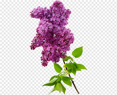Сирень картинки Png Фото подборки