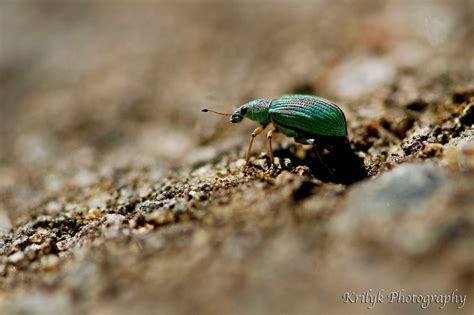 Broad Nosed Short Snouted Weevil Pest Control Canada