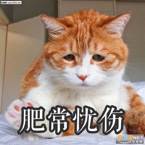 满脸都写着高兴 搞笑橘猫表情图片 win4000 动态图库网