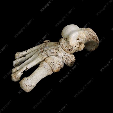 Homo Heidelbergensis Fossil Foot Bones Stock Image C0223166