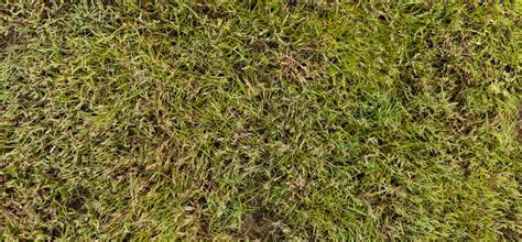 3 Most Common Zoysia Grass Diseases And How To Treat Them Sodpods®