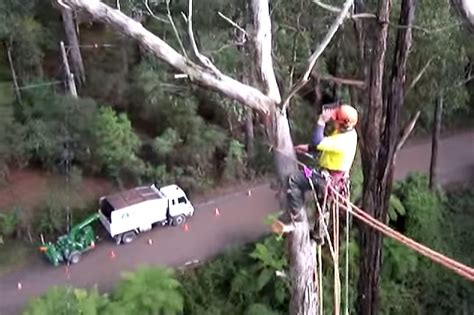 Tree Climbing Techniques And Tall Tree Cutting Techniques With Ace Tree