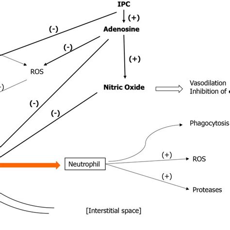 Summary Of Liver Ischemia Reperfusion Injury Mechanisms And Pathways Of