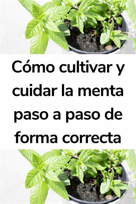 Cómo Cultivar Y Cuidar La Menta Paso A Paso De Forma Correcta Como