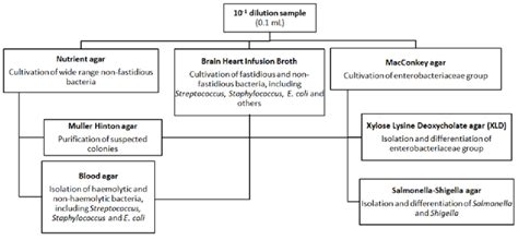 Schematic Representation Of The Bacterial Isolation And Identification