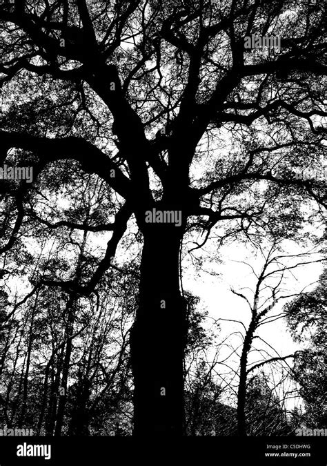 Tree Trees Forest Sky View Bark Trunk Leaves Silhouette Contrast Limbs Oak Pine Stock Photo Alamy