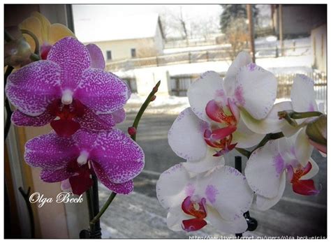 Орхидеи Фаленопсис (Phalaenopsis). Пересадка. | Страна Мастеров