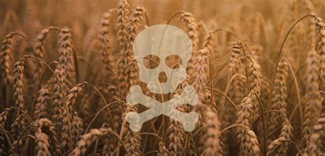 Ukrainian Grains Are Contaminated With Pesticides Lab In Denmark