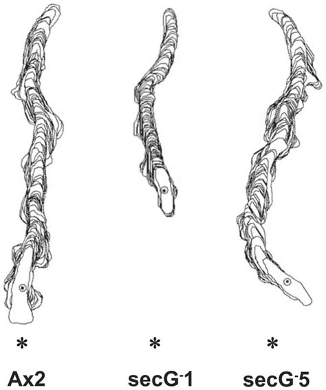 Chemotaxis Of Aggregation Competent Cells Ax2 Wild Type And Secg 2