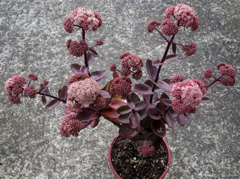 Hylotelephium Xenox World Of Succulents