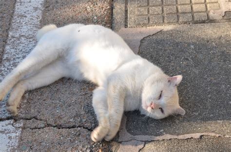 猫・ぬこ・ネコ・ねこ 写真・画像いっぱい ねこ ネコ 猫