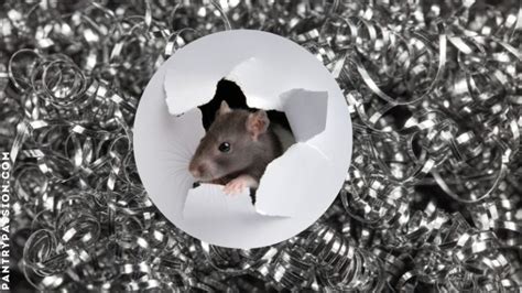 The Complete How To Mouse Proof Guide Materials Products And Strategy Pantry Passion