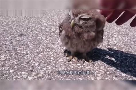 小主人偷偷亲吻猫头鹰下秒猫头鹰的举动真的太搞笑了 猫头鹰 举动
