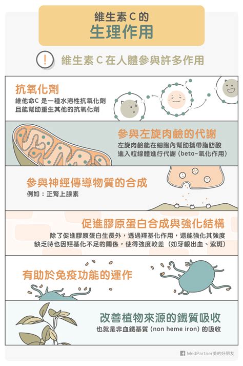 維他命c作用 Sialice