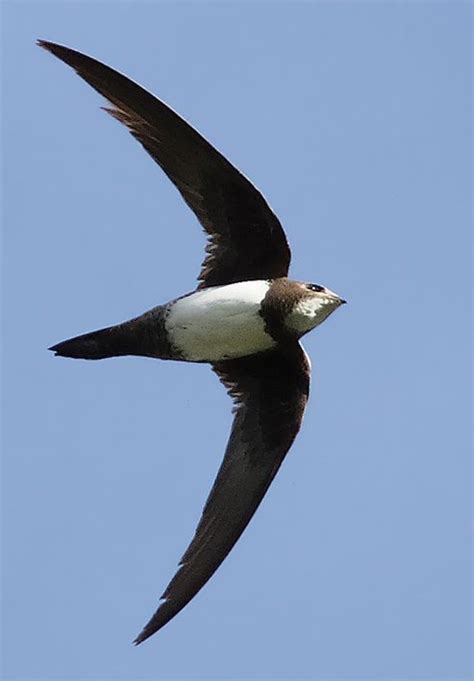 The Alpine Swift A Life In Flight Artofit