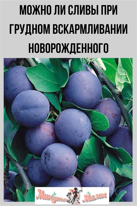 Можно ли сливы при грудном вскармливании новорожденного в первый и последующие месяцы