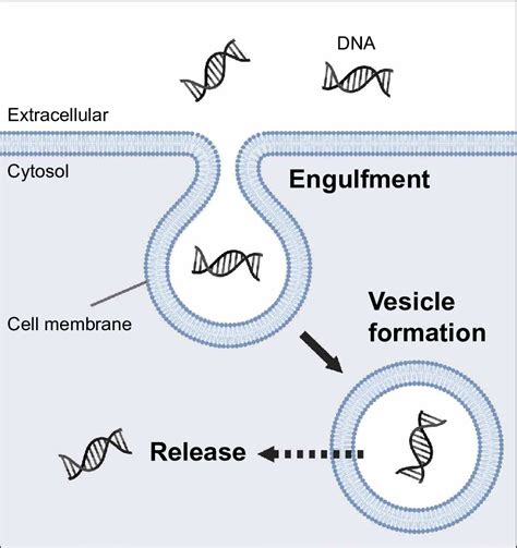 Proposed Model For Dna Uptake By Internal Vesicle Formation In L Forms Download Scientific