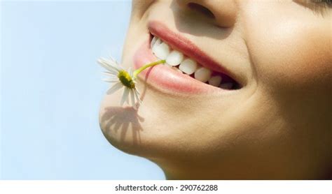 916 рез по запросу Chamomile with teeth изображения стоковые