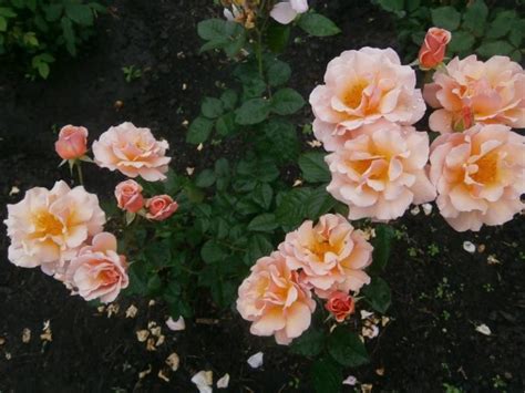 Канадские парковые розы: сорта с фото и описаниями, отзывы о сортах