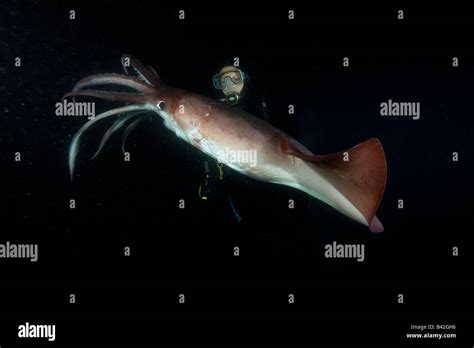 Scuba Diver With Jumbo Squid Humboldt Squid At Night Dosidicus Gigas