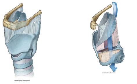 Anatomy External Laryngeal Membranes And Ligaments Diagram Quizlet