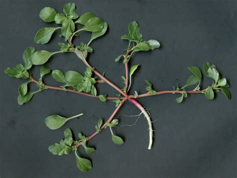 Weed Id For Cpsc 212 Uiuc Flashcards Quizlet Weed Id For Cpsc 212 Uiuc Flashcards Quizlet