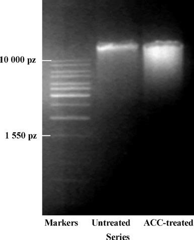 Electropherogram Of DNA Markers 1 550 10 000 Bp And Samples Of DNA Download Scientific