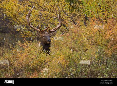 American Elk Cervus Elaphus Nelsoni Bull Amid Bushes Western Montana