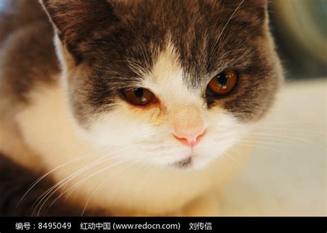 三花小猫高清图片下载红动中国