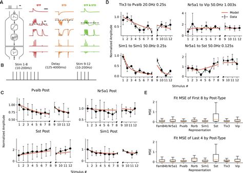 Functional Subtypes Of Synaptic Dynamics In Mouse And Human Cell Reports