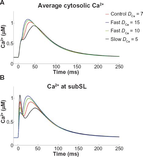 A Average Cytosolic Ca²⁺ Concentration And B Ca²⁺ Amount Reaching
