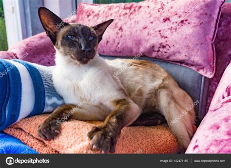 Oriental Siamese Cat