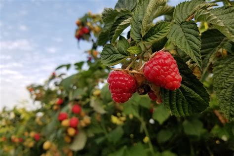 Raspberry Plant Information And Variety Selection Wikifarmer