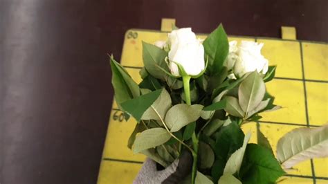 인터넷꽃도매시장 빅토리아장미1등급 Youtube