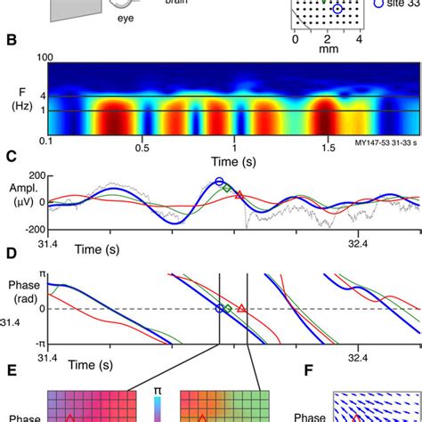 Extraction Of Pvfs From Lfp Recordings A Representation Of Marmoset