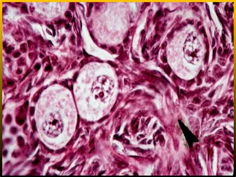 Female Reproductive System Histology Pptx